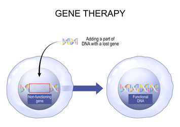 Genetic engineering gene therapy Royalty Free Vector Image