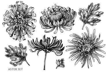 Aster Vector Images (over 5,600)