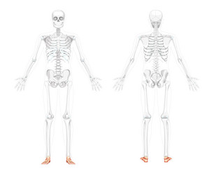 Foot and ankle bones human skeleton back posterior