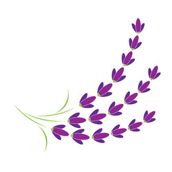 Lavender flower logo design Royalty Free Vector Image