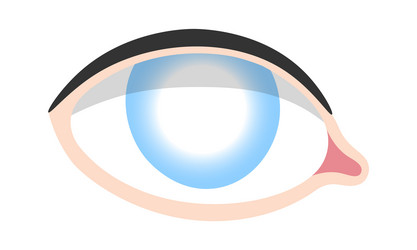 Anatomy of human eye Royalty Free Vector Image