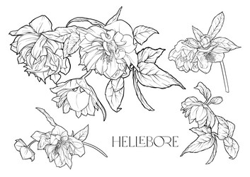 Hellebore flowers the first spring flowering Vector Image