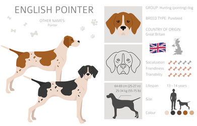English pointer clipart different poses coat Vector Image