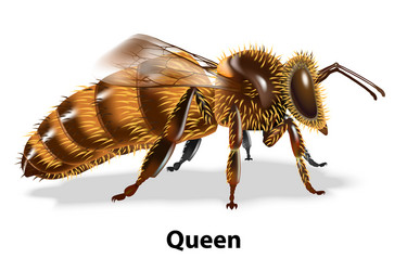 Queen Bee Crown Vector Images (over 210)