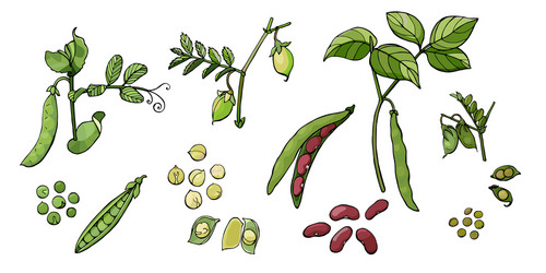 Legumes Vector Images (over 9,100)