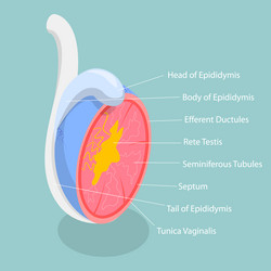 Cartoon Testicles Vector Images (over 210)