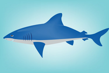 Shark Gills Vector Images (over 160)