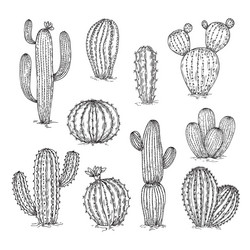 Sketch cacti collection cactus drawing ink Vector Image