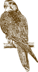 Falcon Vector Images (over 27,000)