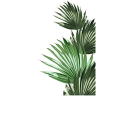 Realistic Palm Vector Images (over 8,800)