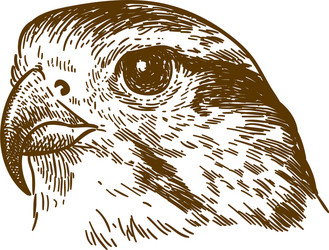 How To Draw A Peregrine Falcon Head