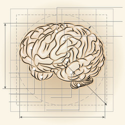 Human brain structure Royalty Free Vector Image