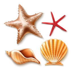 Shell with pearl clam oyster 3d icon Royalty Free Vector