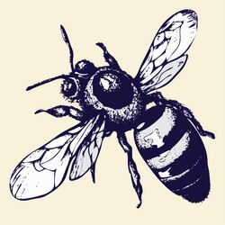 Bee Drawing Vector Images (over 15,000)
