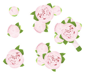 Peony Vector Images (over 23,000)