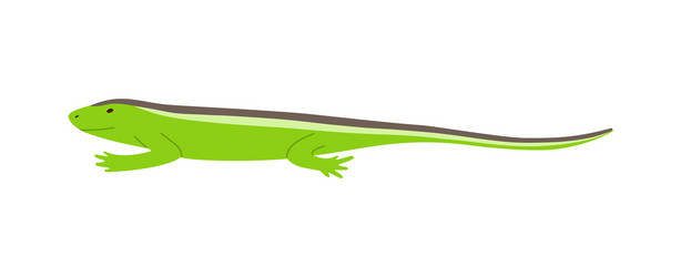 Wild green iguana lizard side view flat Royalty Free Vector