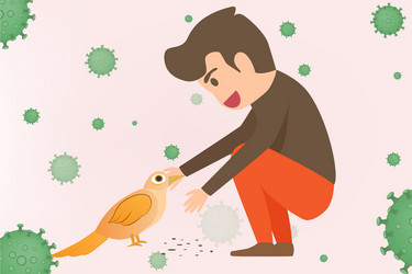 Avian flu infographic elements bird disease Vector Image