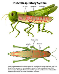 Respiratory system of insect diagram Royalty Free Vector