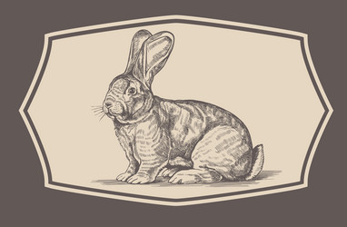 Vintage Rabbit Vector Images (over 18,000)