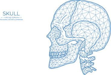Human skull low poly art polygonal a skull Vector Image