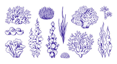 Coral Reefs Drawing