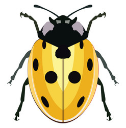 Yellow Ladybug Vector Images (over 1,000)