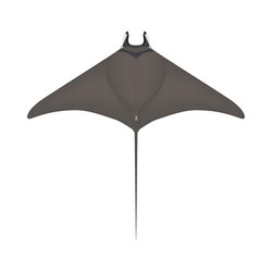 Mobula rochebrunei - east atlantic pygmy devil ray