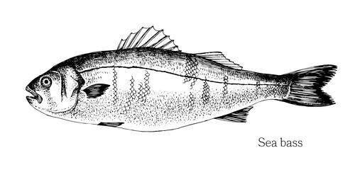 Sea bass fish hand drawn realistic Royalty Free Vector Image