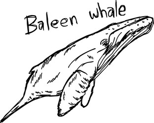 Sketch Whale Baleen Vector Images (37)