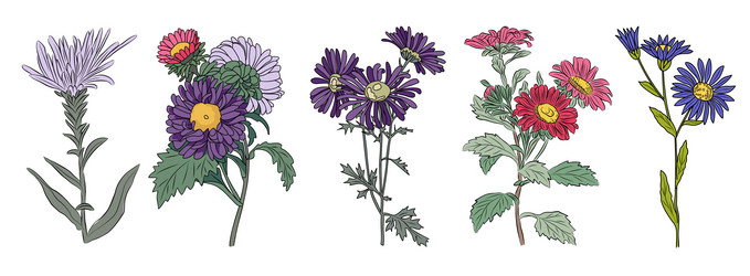 Aster september birth month flower outline Vector Image