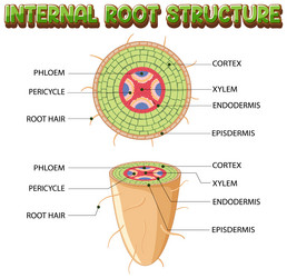 Internal structure of plant diagram Royalty Free Vector