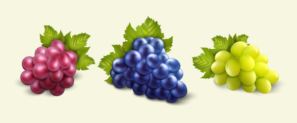 Realistic grape branches composition Royalty Free Vector