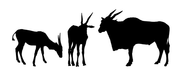 Eland Vector Images (over 100)