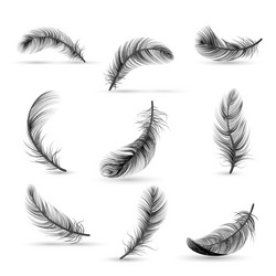 Feather Vector Images (over 230,000)