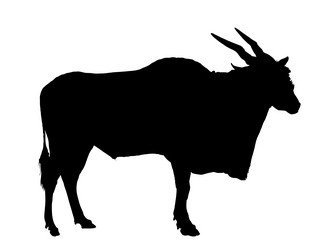 Eland Vector Images (89)