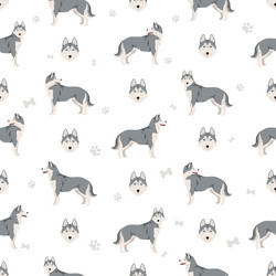 Siberian husky seamless pattern all coat colors Vector Image
