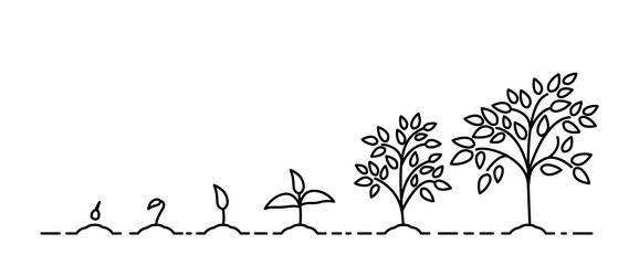 Infographic growing tree stages of plant growth Vector Image