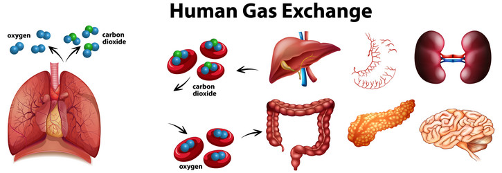 Human gas exchange diagram Royalty Free Vector Image
