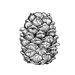 Cedar Cone Vector Images (over 2,400)