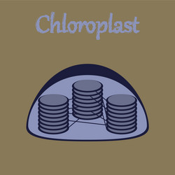 Icon in flat style chloroplast Royalty Free Vector Image
