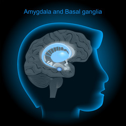 Basal ganglia anatomy Royalty Free Vector Image