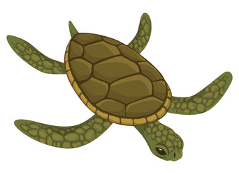 Sea turtle life cycle stage wild underwater Vector Image