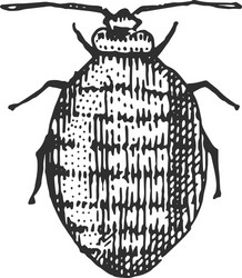 Green crum hand drawn icon beetle parasite Vector Image