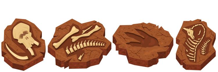 Dinosaur Bones Vector Images (over 3,800)