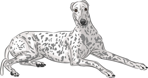 Whippet Cartoon Vector Images (over 130)