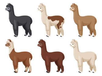 Alpaca collection of cute alpacas Royalty Free Vector Image