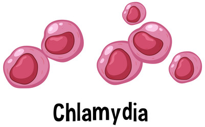 Chlamydia Vector Images (over 180)