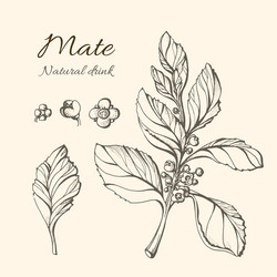 Paraguay hand drawn cartoon doodle Royalty Free Vector Image