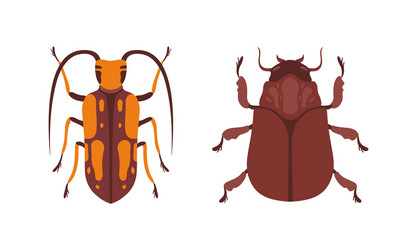 Bug species set top view bugs cartoon Royalty Free Vector
