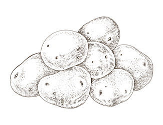 Sack of potatoes hand drawn Royalty Free Vector Image